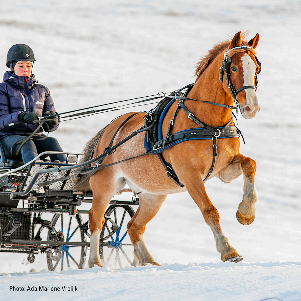 Pronto Avenue | Classic Single Harness